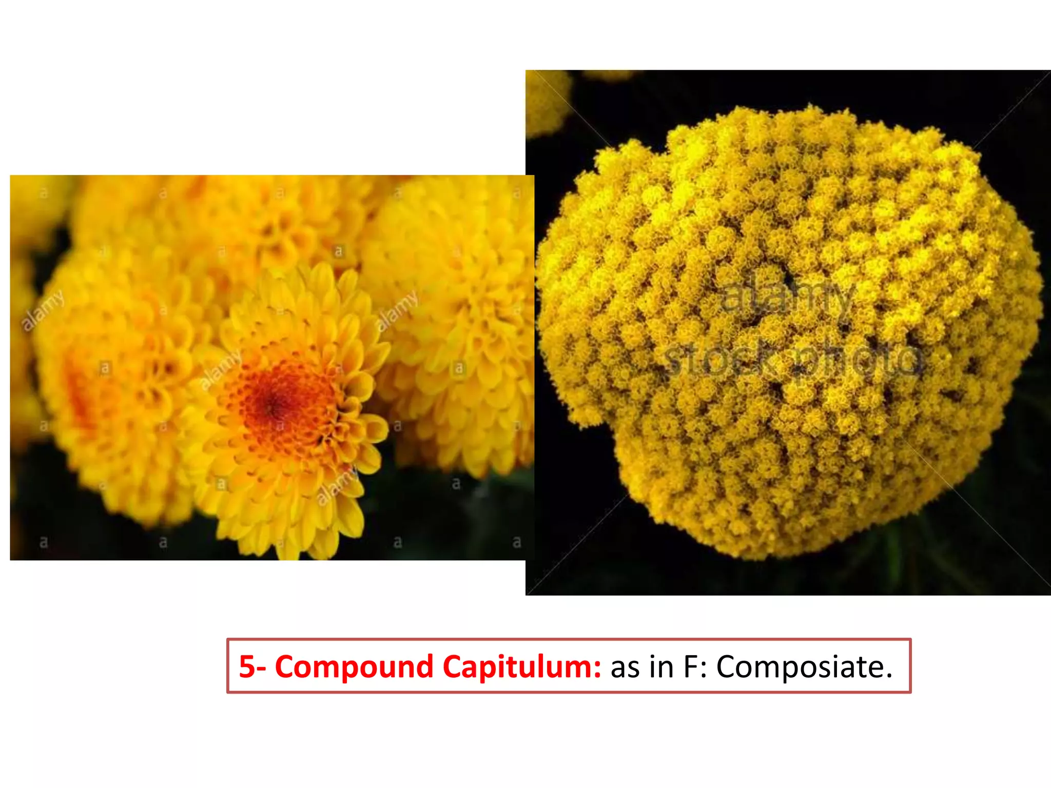 Inflorescence | PPTX