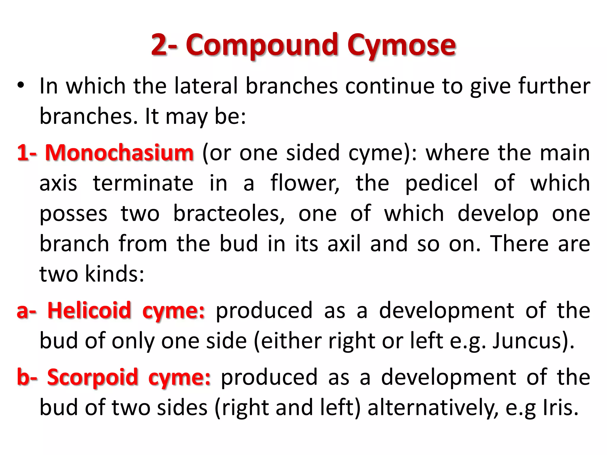 Inflorescence | PPTX