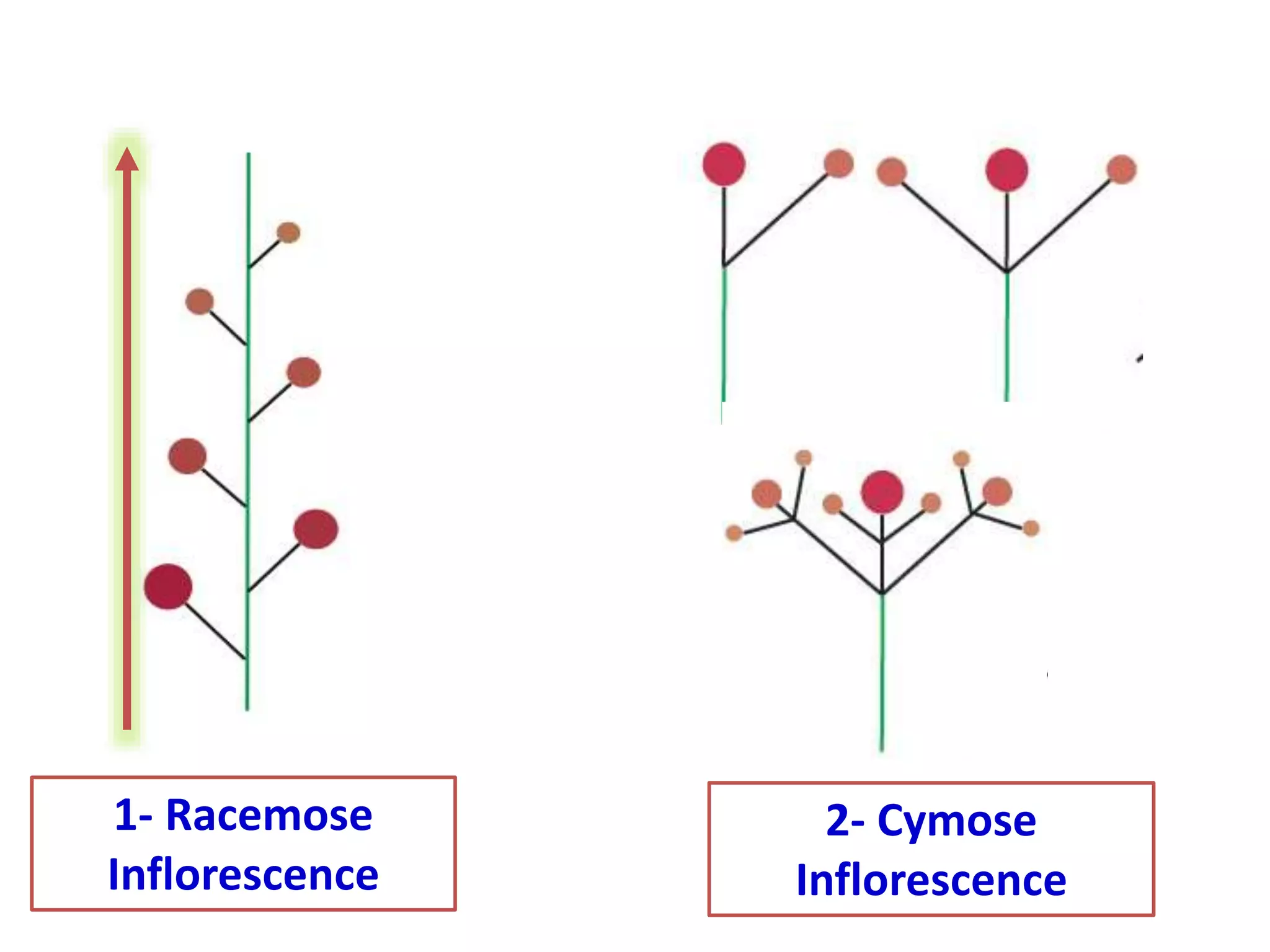 Inflorescence | PPTX