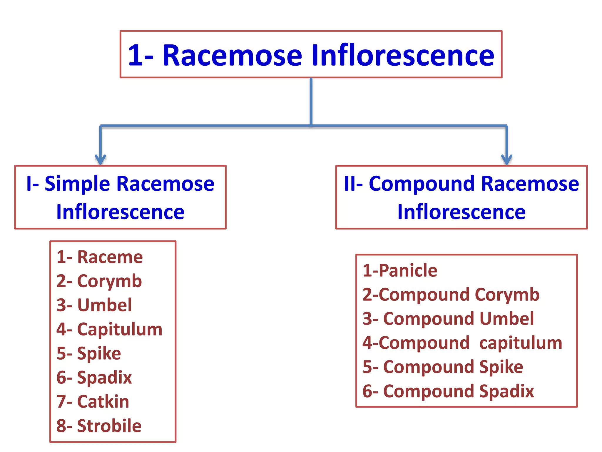 Inflorescence | PPTX
