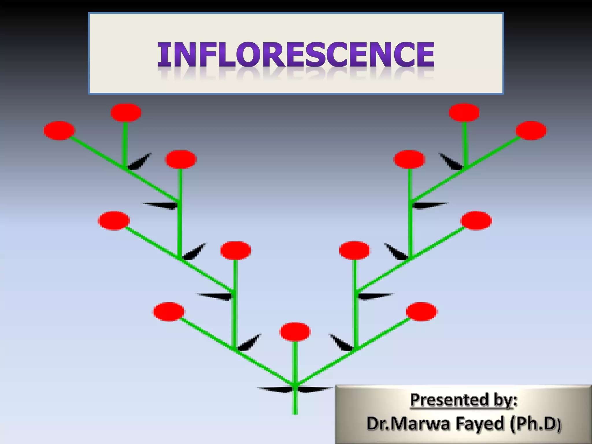 Inflorescence Types Guide | PPT