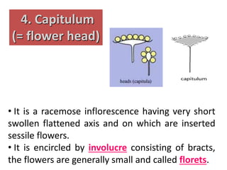 Inflorescence | PPTX