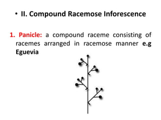 Inflorescence | PPTX