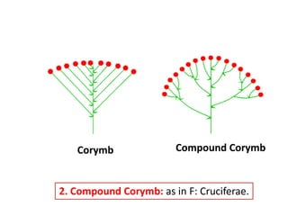 Inflorescence | PPTX