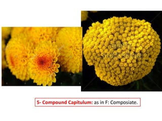 Inflorescence | PPTX