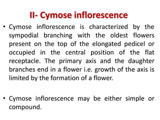 Inflorescence | PPTX