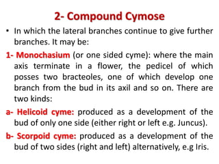 Inflorescence | PPTX