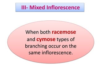 Inflorescence | PPTX