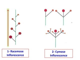 Inflorescence | PPTX
