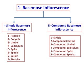 Inflorescence | PPTX