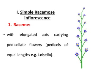 Inflorescence | PPTX