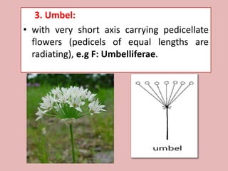Inflorescence | PPTX
