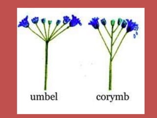 Inflorescence | PPTX