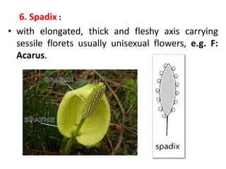 Spadix Inflorescence