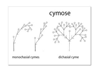 Cyme Inflorescence