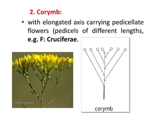 Inflorescence Corymb