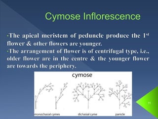 Inflorescence | PPTX