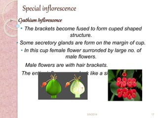 Inflorescence | PPTX