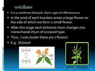 Inflorescence | PPTX | Gardening | Home & Garden