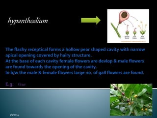 Inflorescence | PPTX | Gardening | Home & Garden