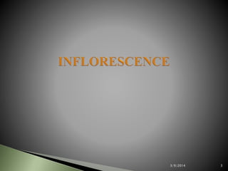 Inflorescence | PPTX