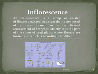 Inflorescence | PPTX