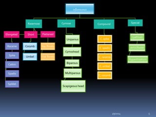 Inflorescence | PPTX