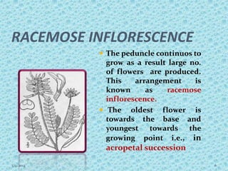 Inflorescence | PPTX