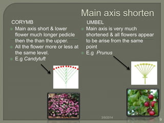 Inflorescence | PPTX