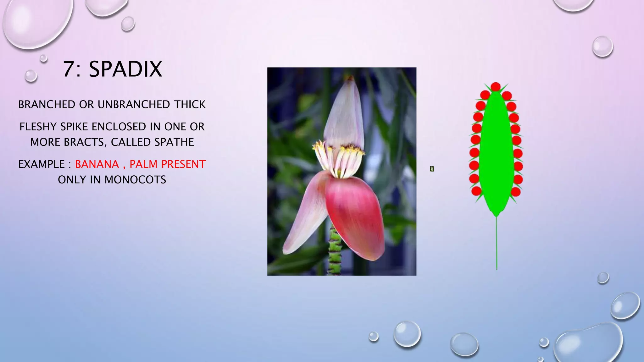 Inflorescence 2 | PPTX