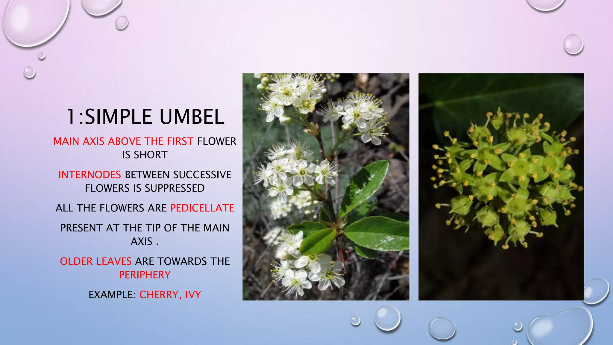 Inflorescence 2 | PPTX