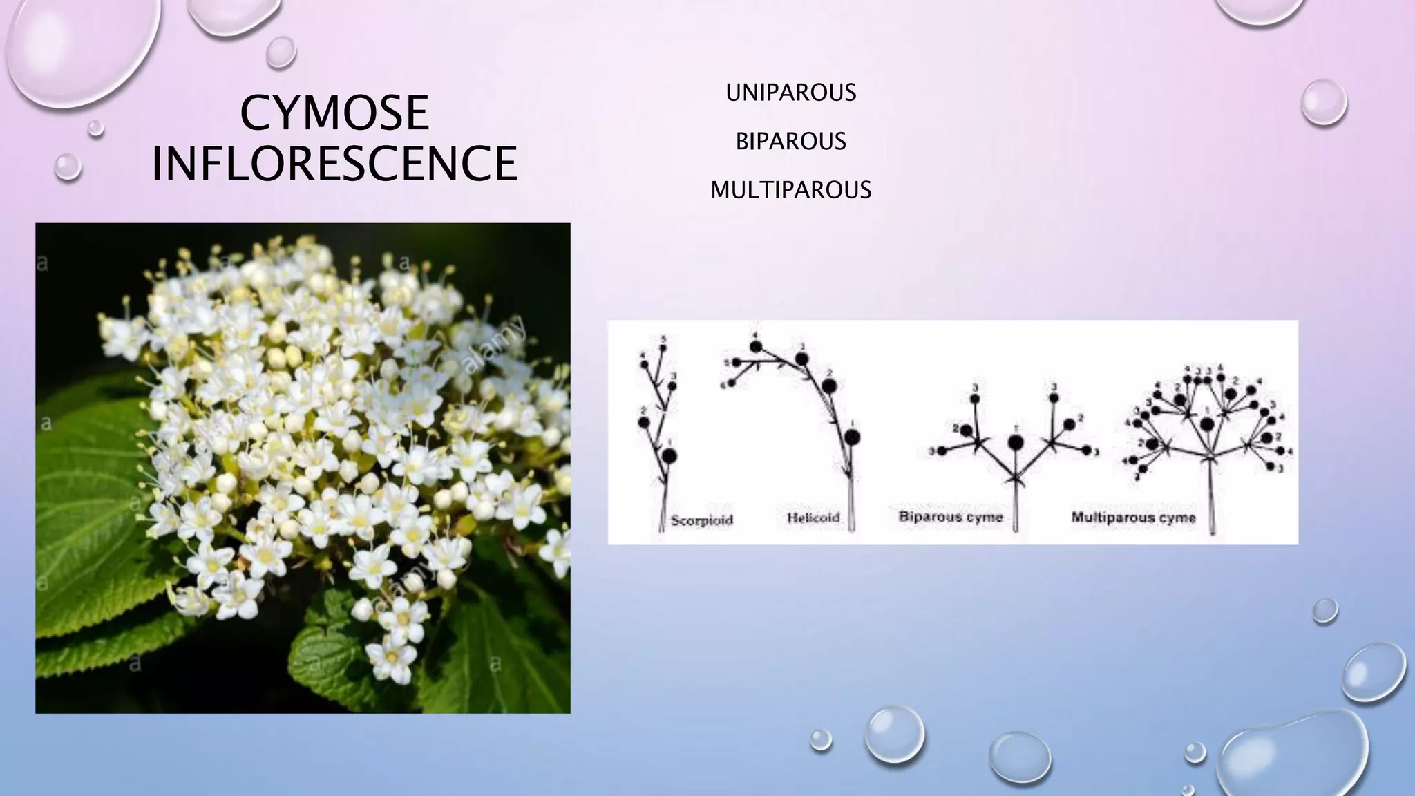 Inflorescence 2 | PPTX