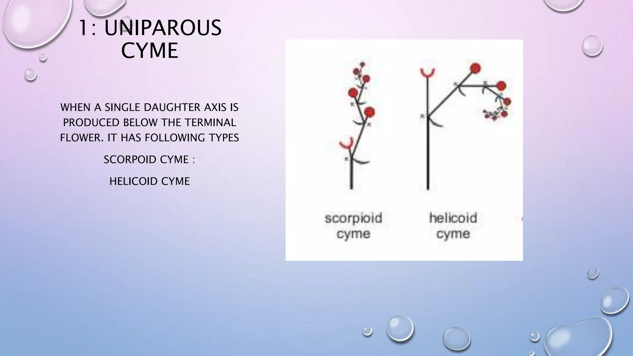 Inflorescence 2 | PPTX