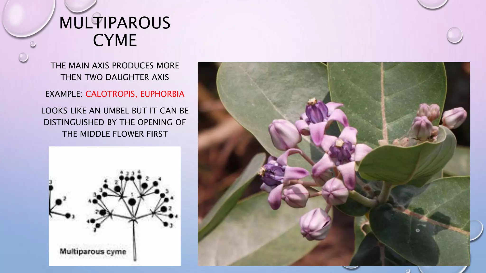 Inflorescence 2 | PPTX