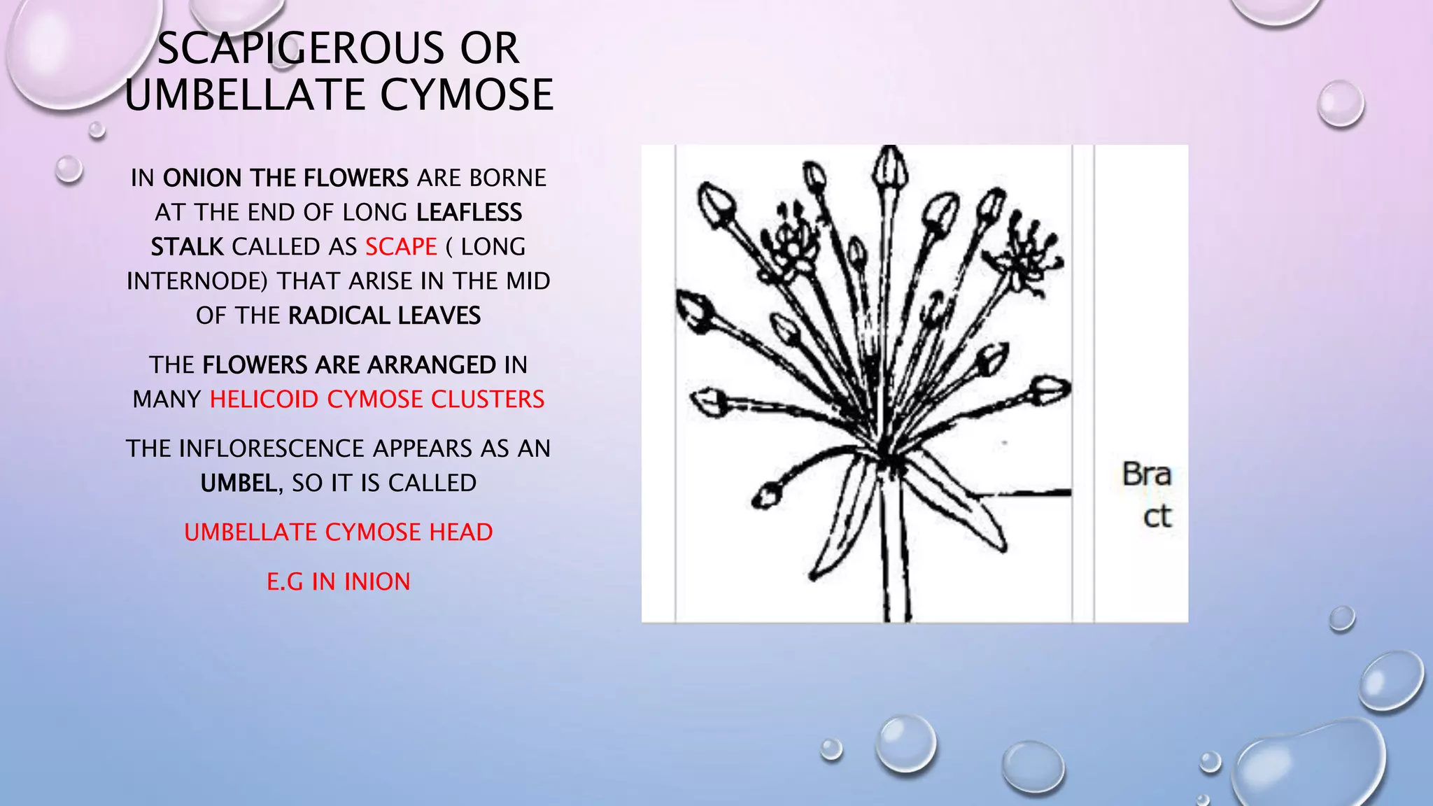 Inflorescence 2 | PPTX