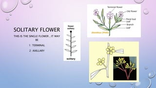 Solitary Flower Inflorescence