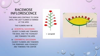 Inflorescence 2 | PPT