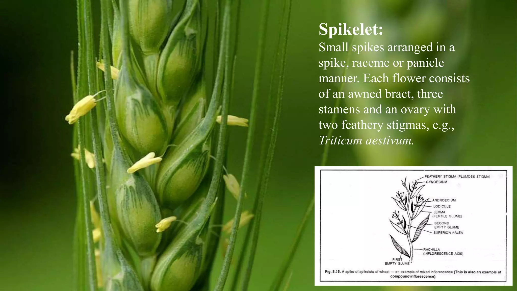 Inflorescence Types,cymose and racemose types,examples with Diagrams | PPTX