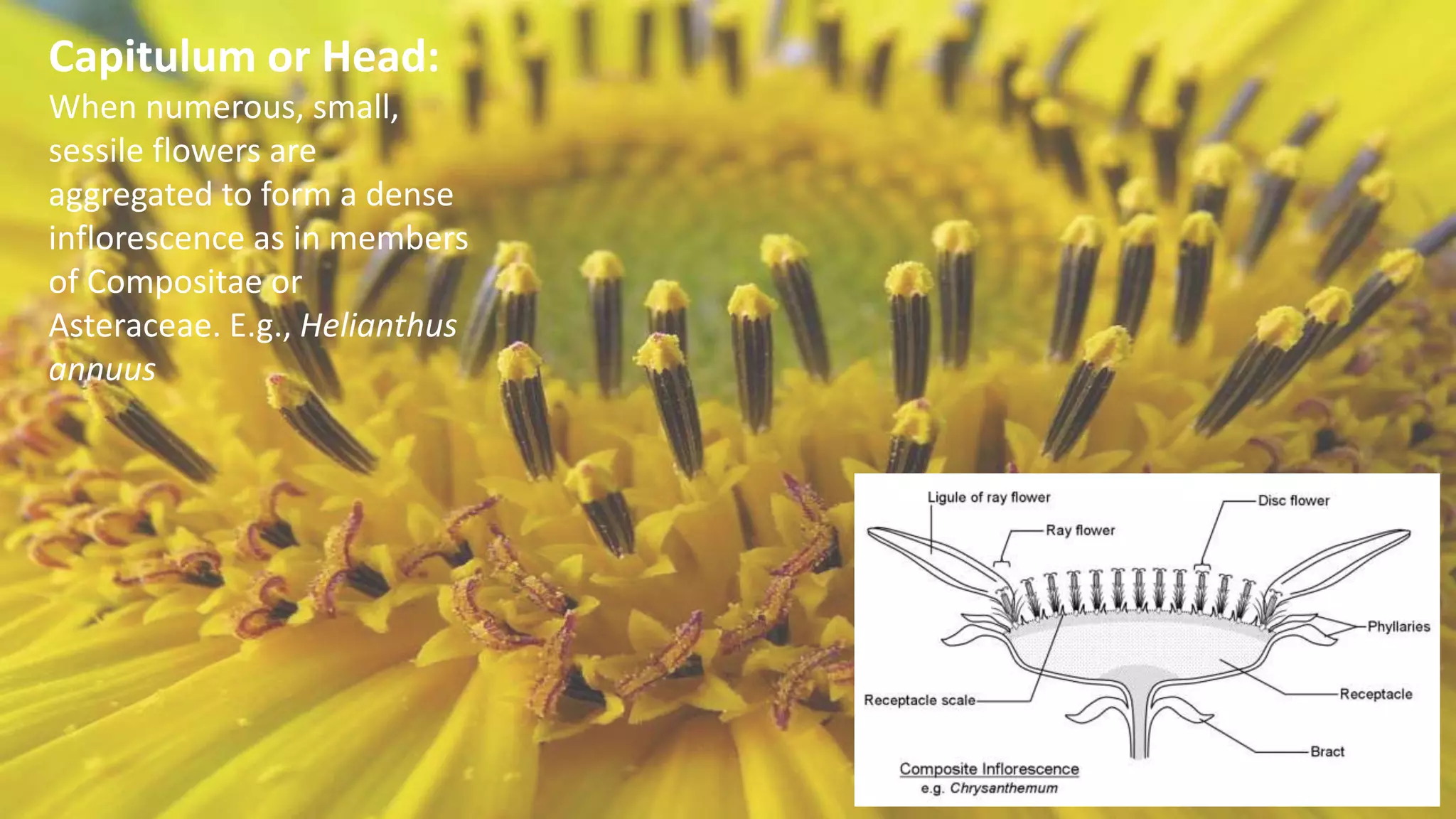 Inflorescence Types Cymose And Racemose Types Examples With Diagrams Pptx