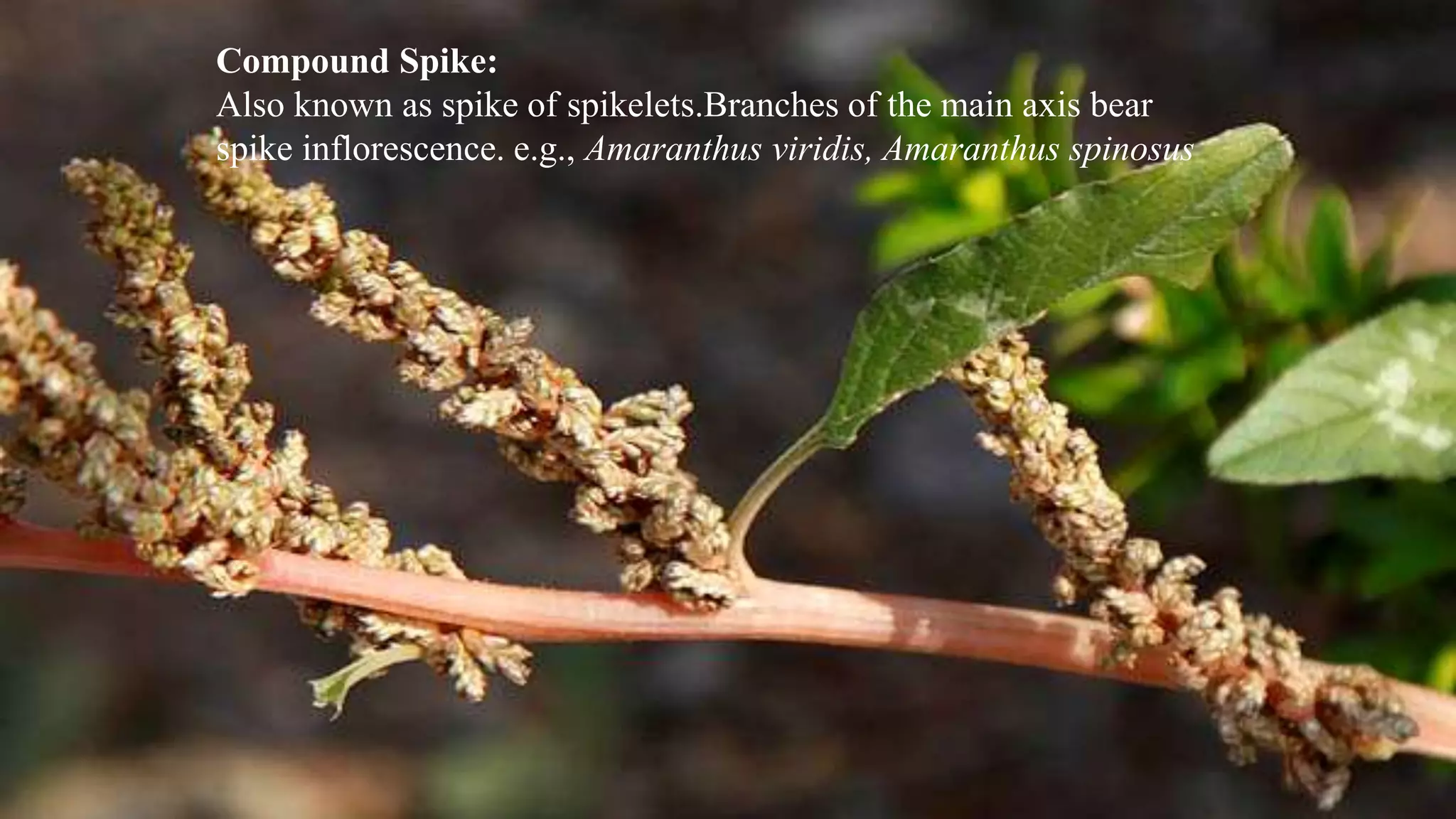 Inflorescence Types,cymose and racemose types,examples with Diagrams | PPTX