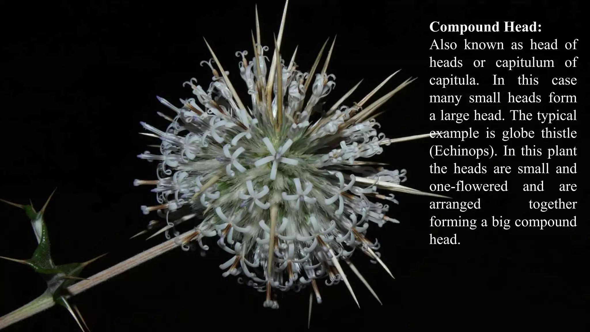 Inflorescence Types,cymose and racemose types,examples with Diagrams | PPTX