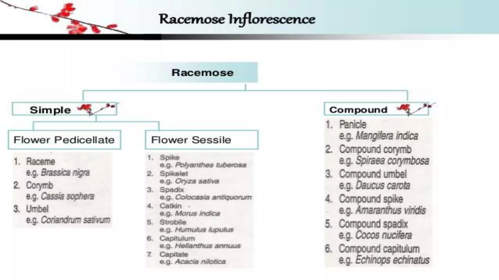 Inflorescence Types,cymose and racemose types,examples with Diagrams | PPTX