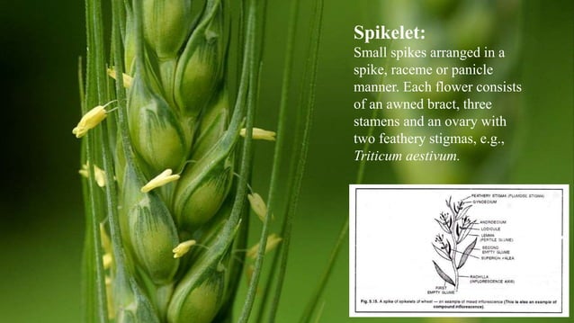 Inflorescence Types,cymose and racemose types,examples with Diagrams ...