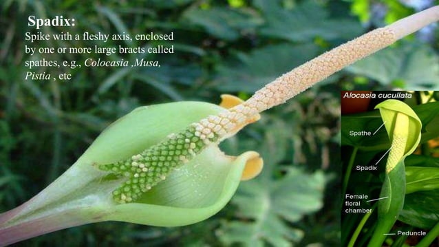 Inflorescence Types,cymose and racemose types,examples with Diagrams ...