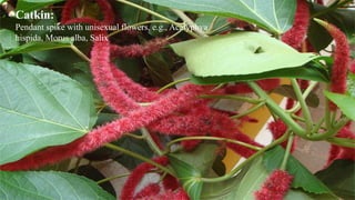 Inflorescence Types,cymose and racemose types,examples with Diagrams | PPTX