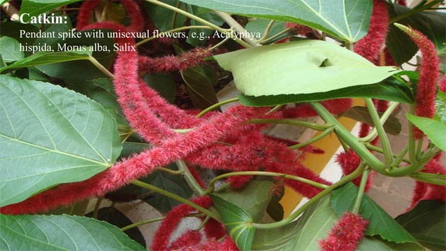 Inflorescence Types,cymose and racemose types,examples with Diagrams ...