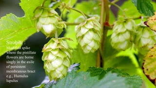 Inflorescence Types,cymose and racemose types,examples with Diagrams | PPTX