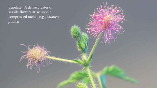 Inflorescence Types,cymose and racemose types,examples with Diagrams ...