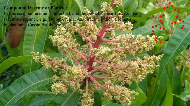 Inflorescence Types,cymose and racemose types,examples with Diagrams ...