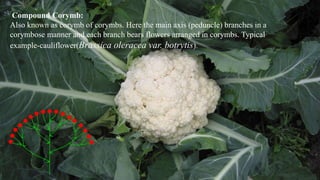 Inflorescence Types,cymose and racemose types,examples with Diagrams | PPTX